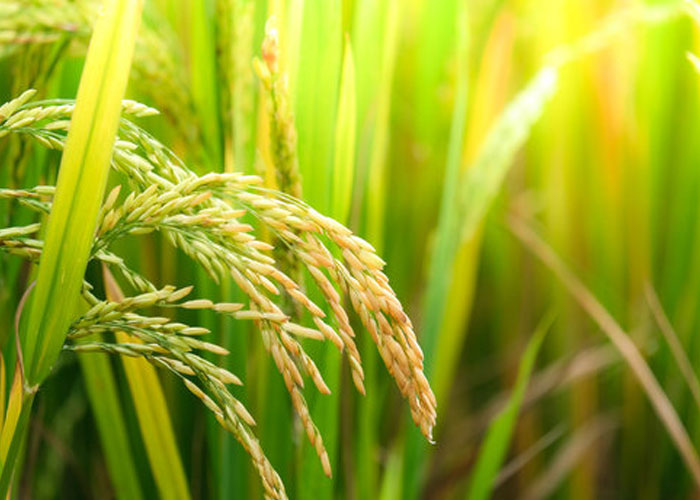 Water-Intensive Food Crops and Its Effect on Water Availability